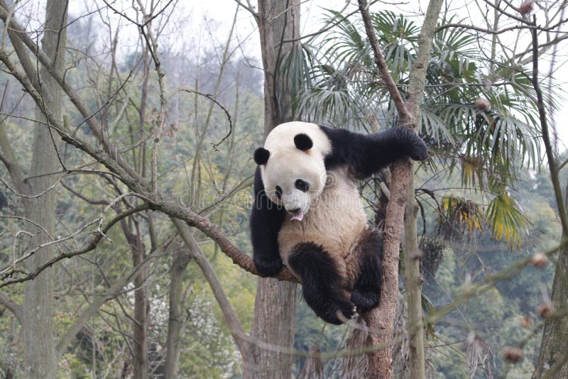 Funny Pose of Giant Panda , China Stock Image - Image of funny, bamboo ...