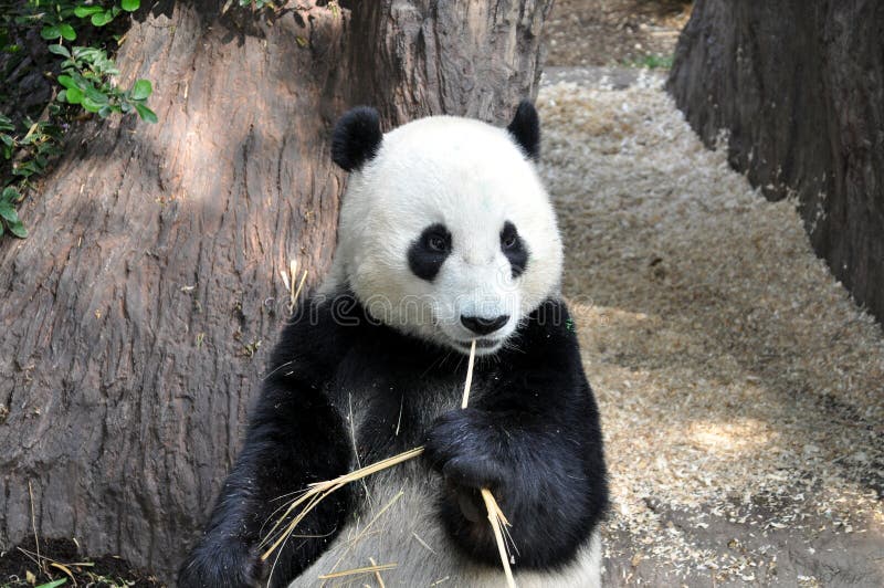 Giant Panda Having Lunch at San Diego Zoo Editorial Photo - Image of ...