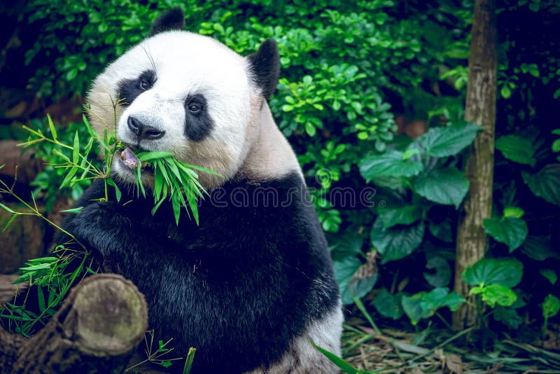 Giant panda stock image. Image of endanger, giant, eating - 48920391