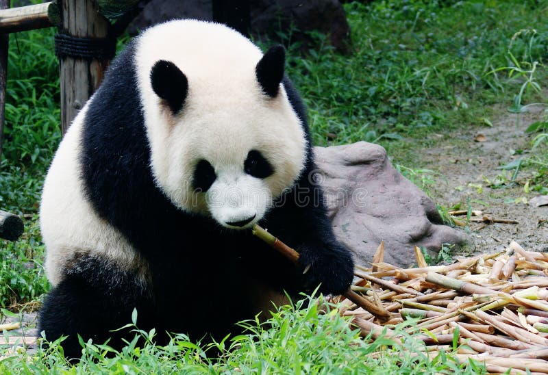 Giant Panda and Its Lunch stock photo. Image of nature - 36292140