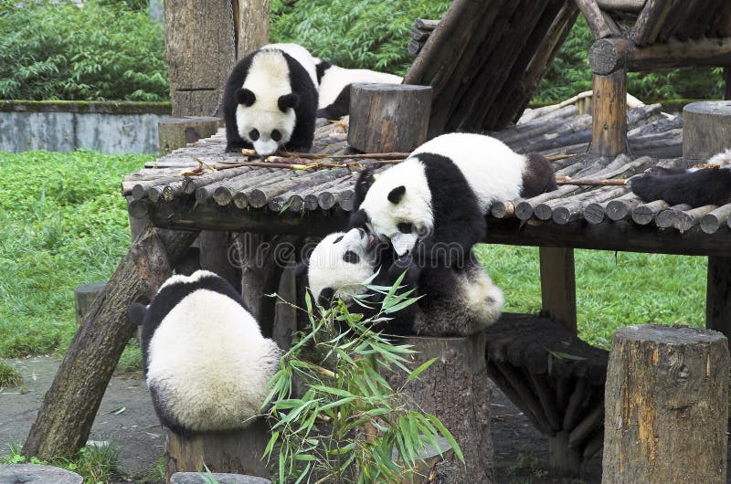 Giant Panda Juveniles Playing on Platform Stock Image - Image of animal ...