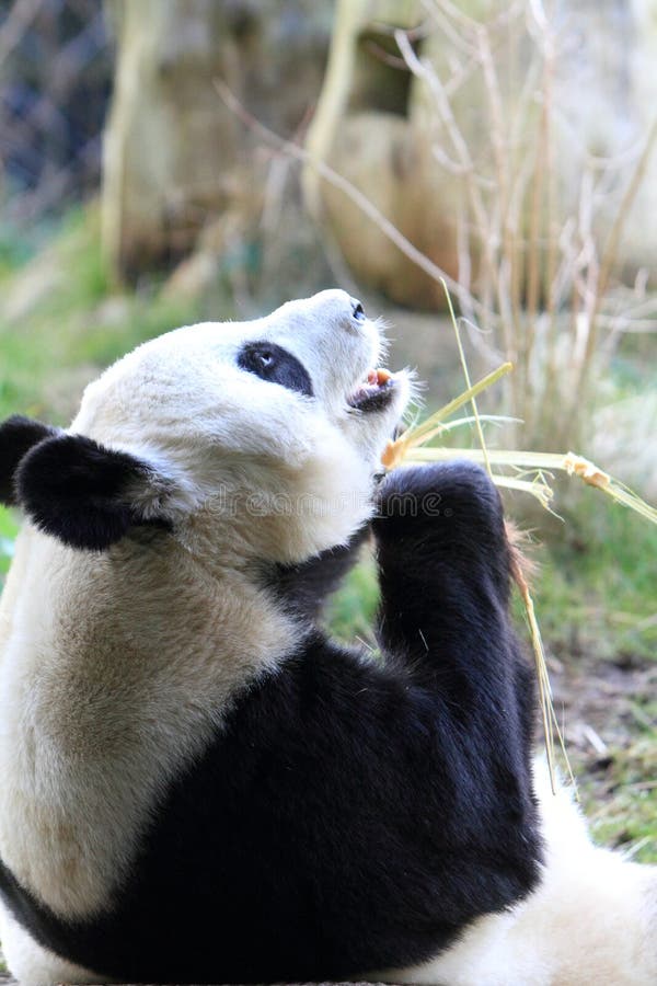 Giant Panda stock image. Image of animal, mammal, nose - 51019223