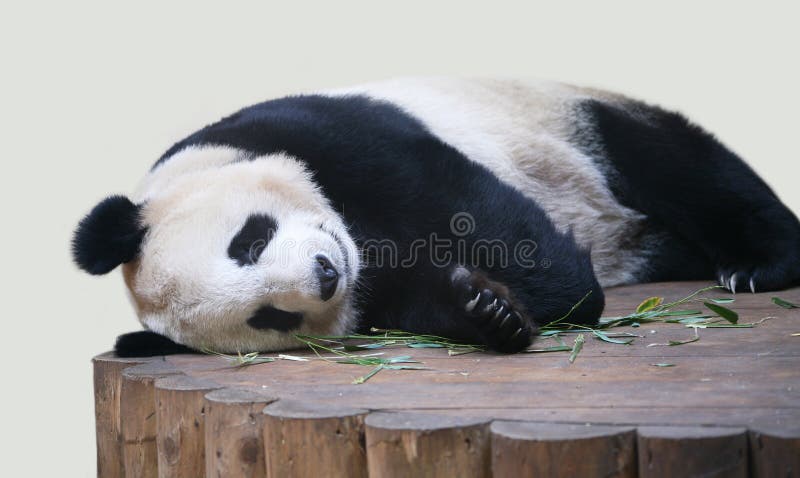 Giant Panda Lying Down Close Up Stock Image - Image of cute, species ...
