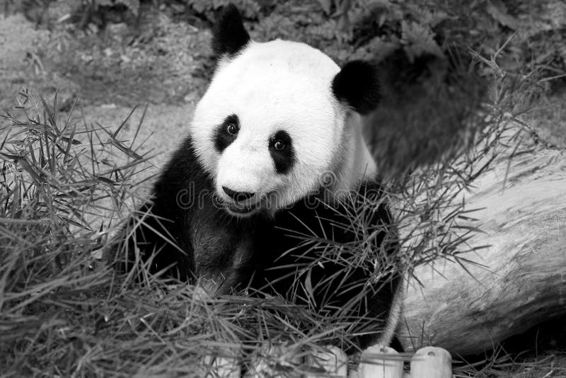 Giant Panda at National Zoo, Malaysia Stock Photo - Image of park, asia ...