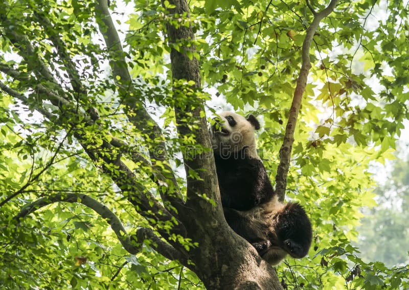 Giant panda over the tree stock photo. Image of animals - 181844284