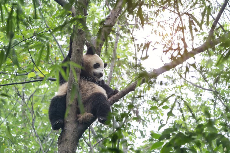 Giant panda over the tree stock photo. Image of portrait - 185589616