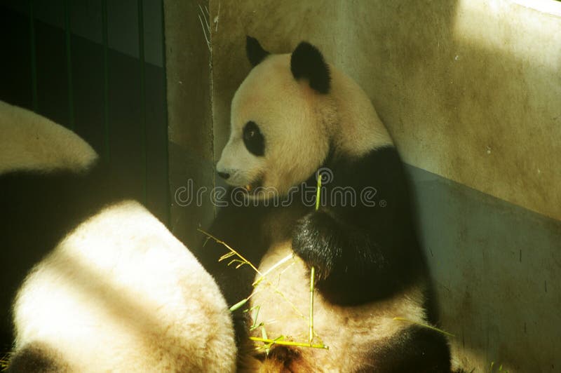 The giant panda stock photo. Image of protect, pandas - 79589478
