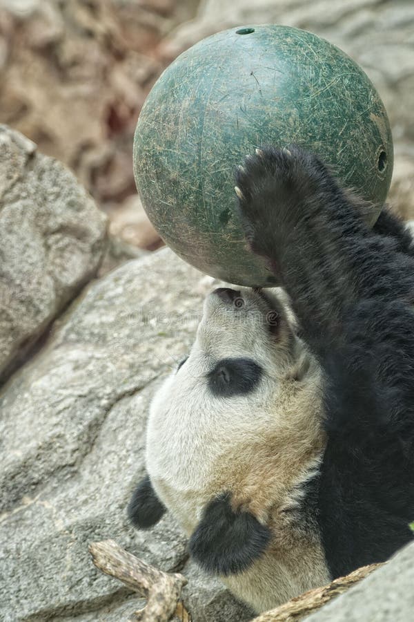 Panda Playing Ball Stock Photos - Free & Royalty-Free Stock Photos from ...