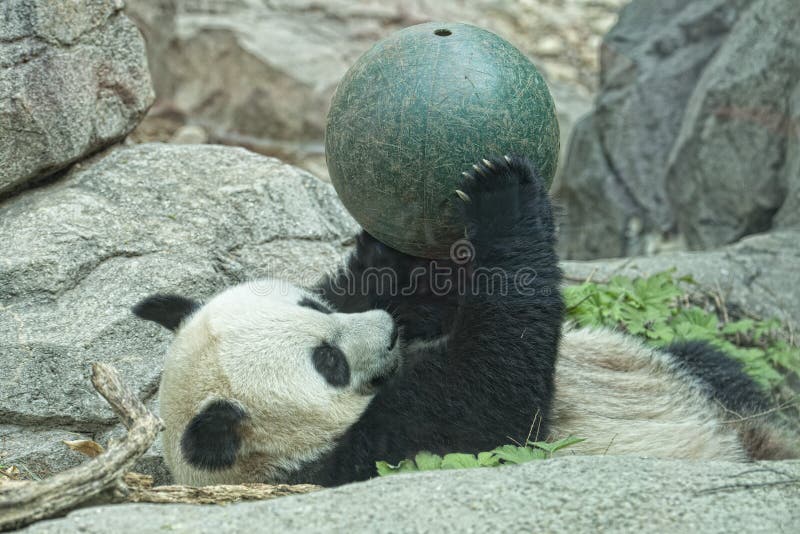 Panda Playing Ball Stock Photos - Free & Royalty-Free Stock Photos from ...