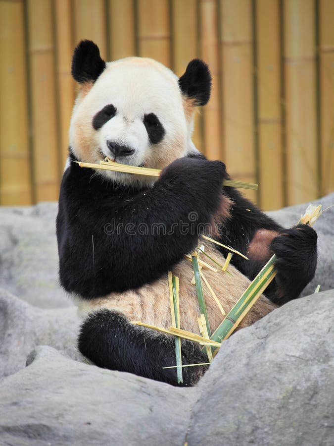 Giant panda portrait stock photo. Image of panda, beautiful - 47063088