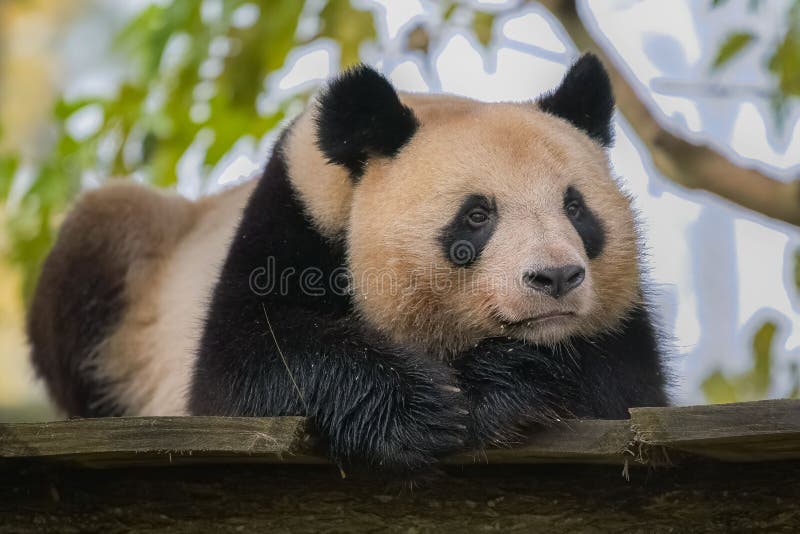 A giant panda, portrait stock photo. Image of habitat - 263003114