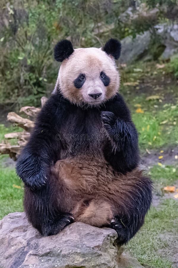 A giant panda, portrait stock photo. Image of bear, black - 262734290