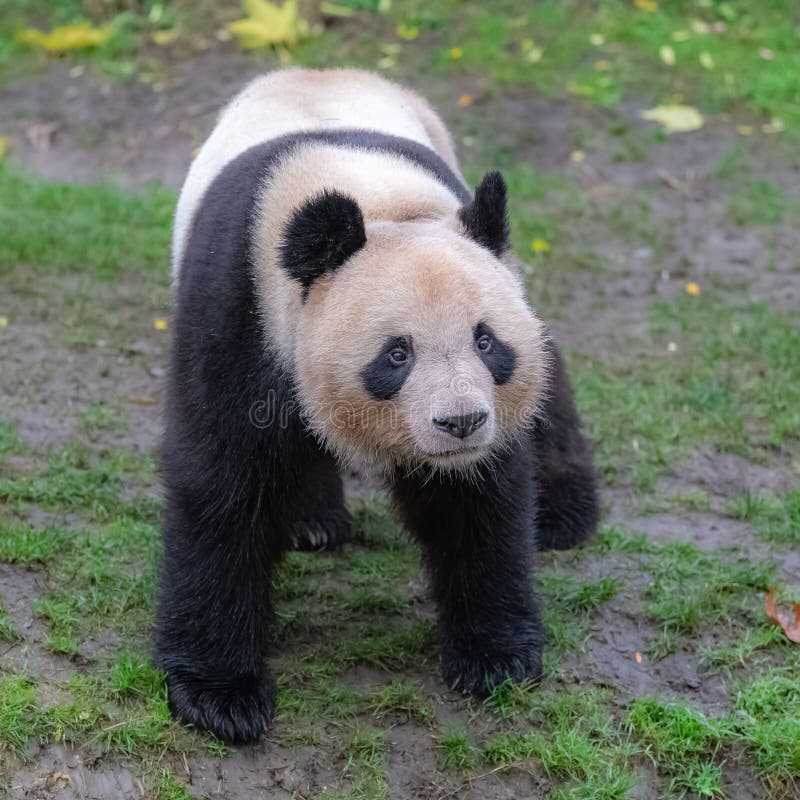 A giant panda, portrait stock photo. Image of white - 263392470