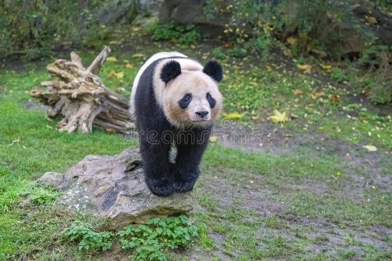 A giant panda, portrait stock photo. Image of east, funny - 271022656