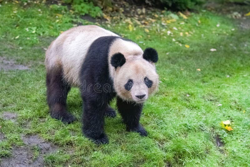 A giant panda, portrait stock photo. Image of animal - 271022664