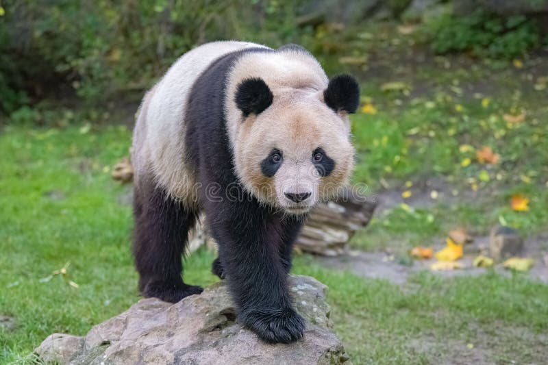 A giant panda, portrait stock image. Image of bear, china - 273173745