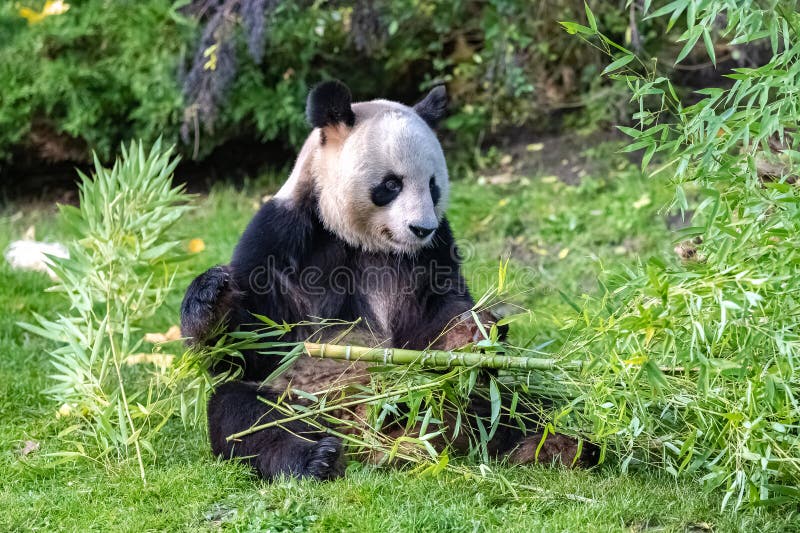 A giant panda, portrait stock image. Image of ailuropoda - 272216849