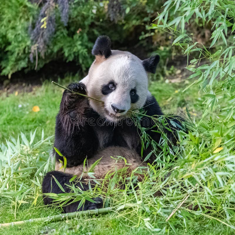 A giant panda, portrait stock image. Image of eating - 272216863
