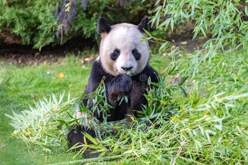 A giant panda, portrait stock image. Image of funny - 272953133