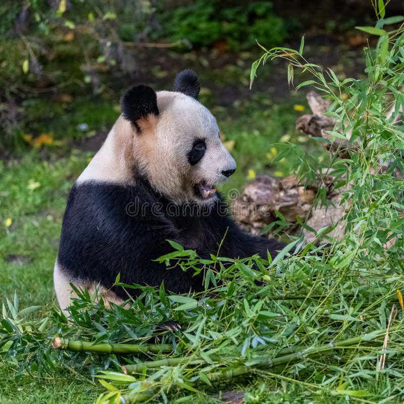 A giant panda, portrait stock photo. Image of cute, forest - 273872764