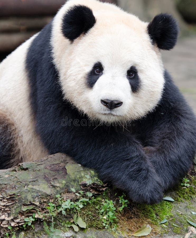 Giant Panda Posing with Cute Look Stock Photo - Image of szechuan ...
