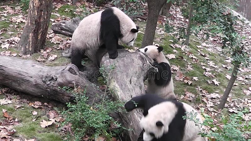 Giant Panda Protect Territory Stock Video - Video of reserve, orient ...