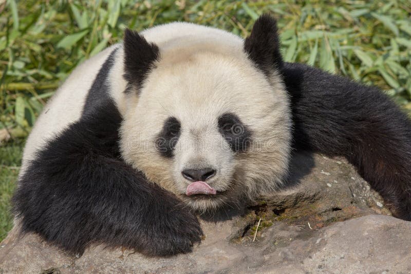 Giant Panda Relaxing on a Rock Stock Photo - Image of chengdu ...