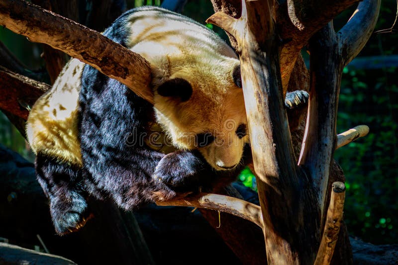 Giant Panda Resting stock image. Image of branch, california - 65351349