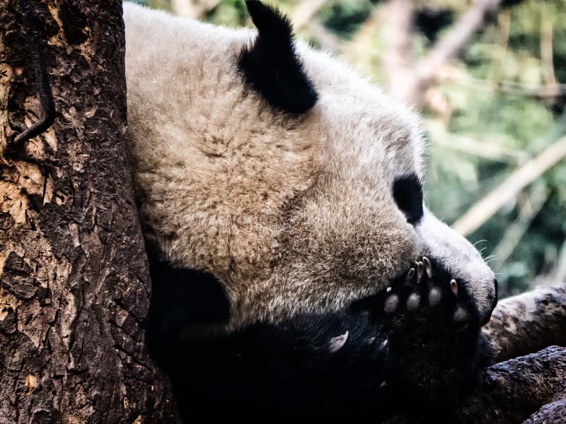 Giant Panda resting stock image. Image of extinct, plant - 142962607