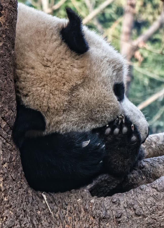 Giant Panda resting stock image. Image of population - 142962863