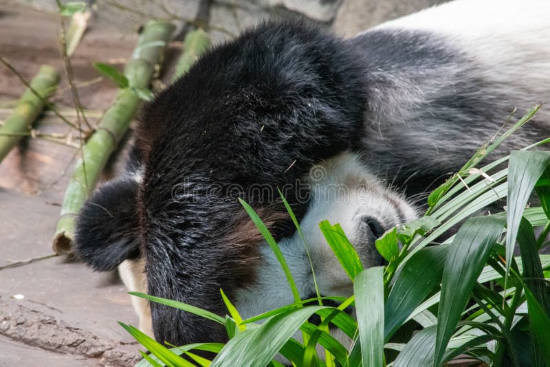 Giant Panda resting stock photo. Image of giant, ailuropoda - 243490406
