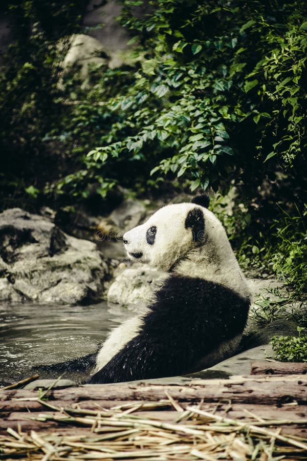 Giant Panda Resting in Water Stock Photo - Image of china, south: 64752110