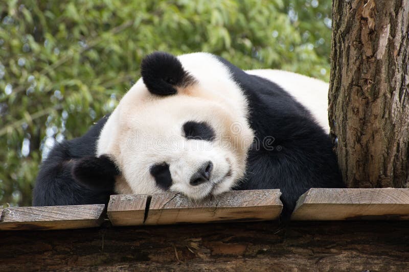 Giant panda resting. stock photo. Image of tree, adorable - 370357944