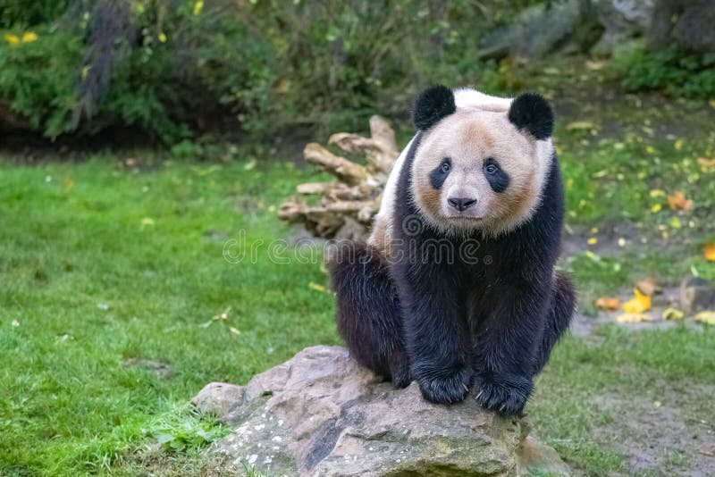 A Giant Panda Sitting on a Rock, Portrait Stock Photo - Image of ...