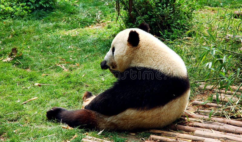 Giant panda sat in grass stock photo. Image of green, food - 2238020
