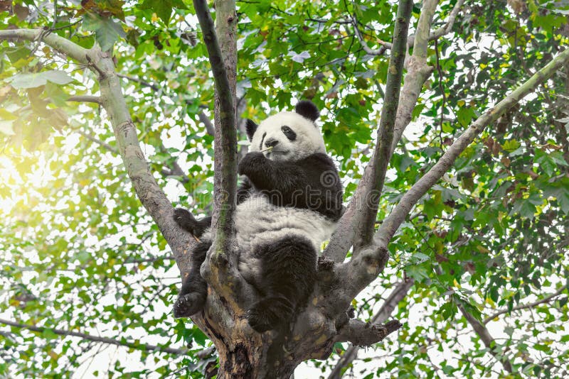 Giant Panda Sits on the Tree. Stock Photo - Image of nature, relax ...