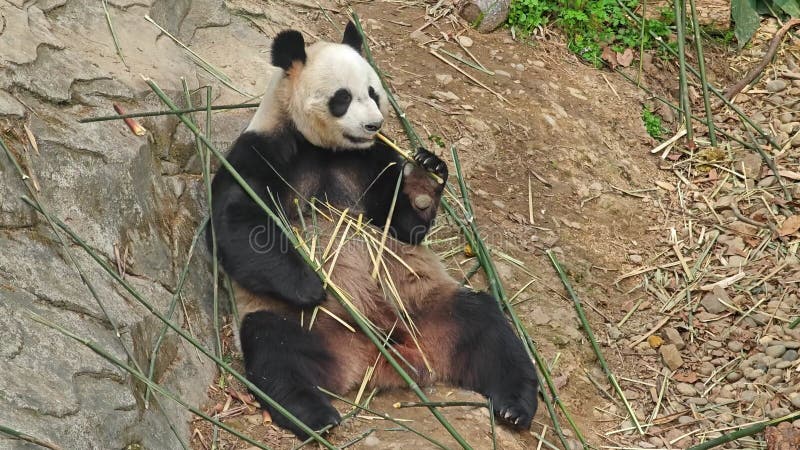 A Giant Panda Sitting on the Ground and Eating Bamboo Stock Footage ...
