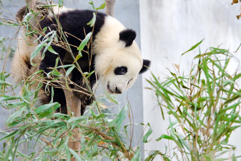 Giant Panda Sitting in the Tree Stock Image - Image of bear, mammal ...
