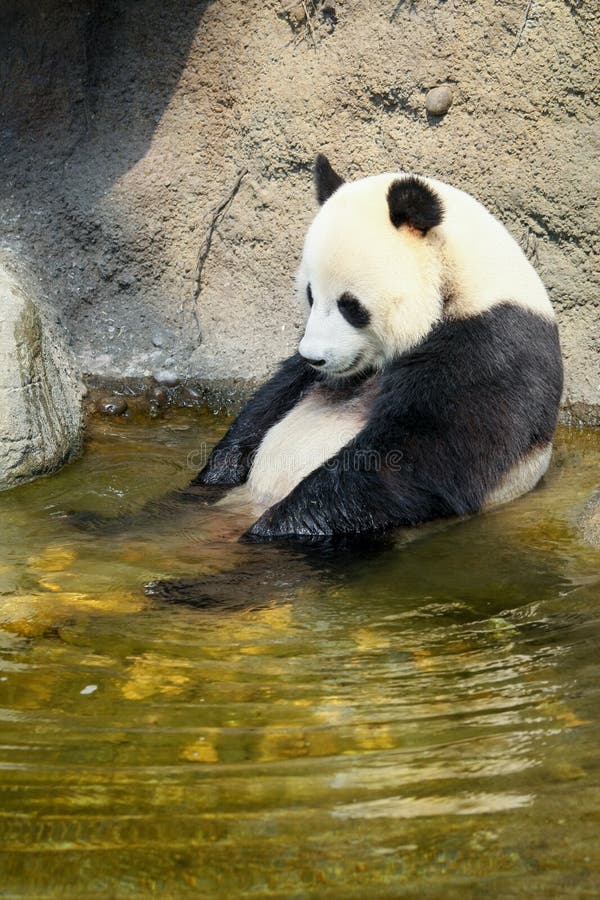 Giant Panda Sitting in Water Stock Photo - Image of looking, water ...