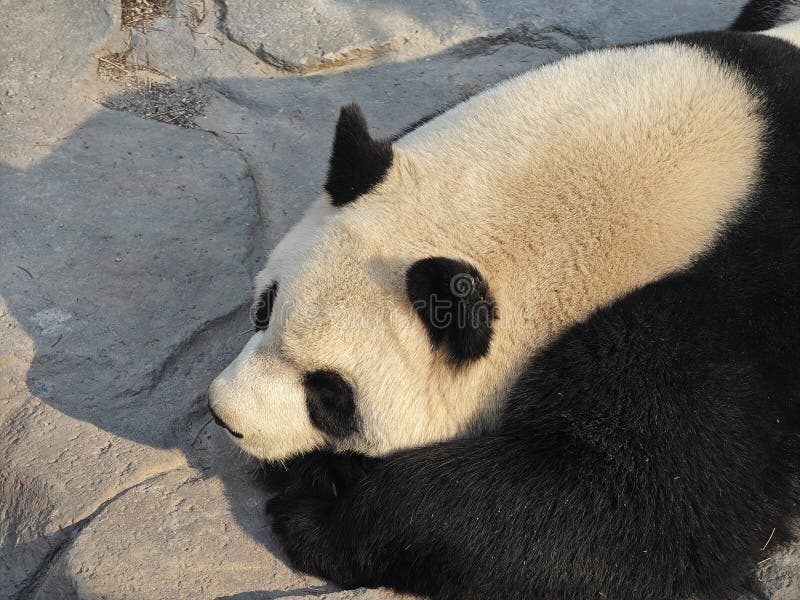 Giant Panda Sleep in the Sunny Afternoon Stock Photo - Image of ...