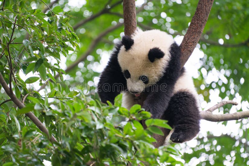 Giant Panda Sleeping High Up a in Tree in Chengdu China Stock Image ...