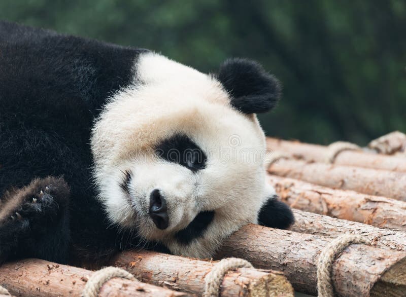 Giant Panda Sleeping in the Park Stock Image - Image of giant, rest ...