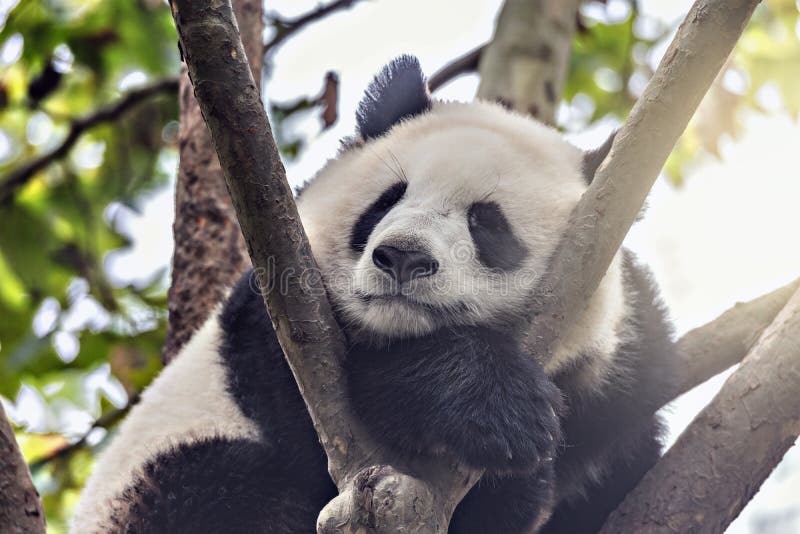 Panda Crown Sleep Stock Photos - Free & Royalty-Free Stock Photos from ...