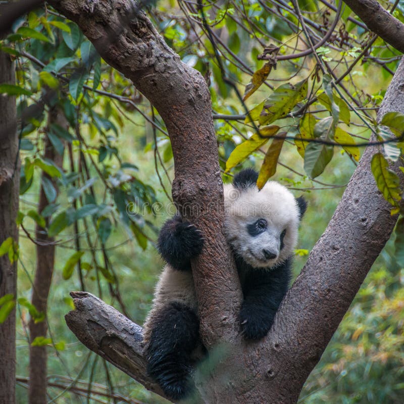 Panda Climbing Bamboo Tree Stock Photos - Download 247 Royalty Free Photos