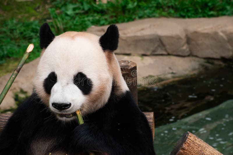 Giant Panda Snacks on Bamboo. Stock Image - Image of bamboo, cute ...