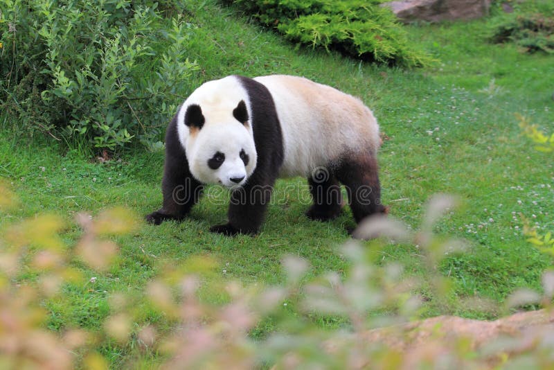 Giant panda stock image. Image of panda, mammal, ailuropoda - 43461215