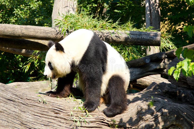 Giant Panda Standing Up after Sleeping Stock Image - Image of ears ...