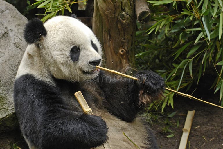 Giant Panda with Sticks editorial stock image. Image of eating - 17114744