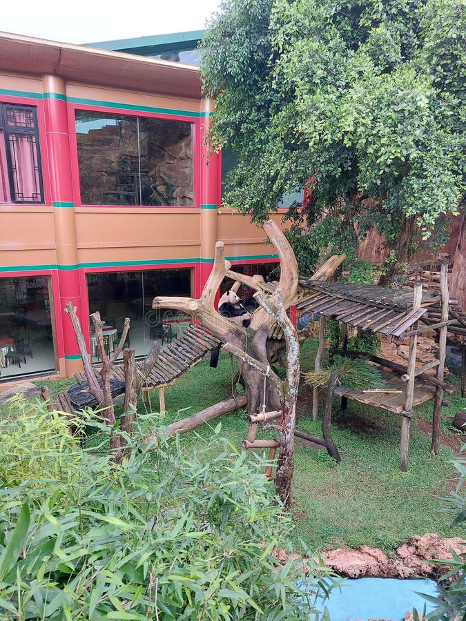 Giant Panda at Taman Safari Editorial Photo - Image of safari, taman ...