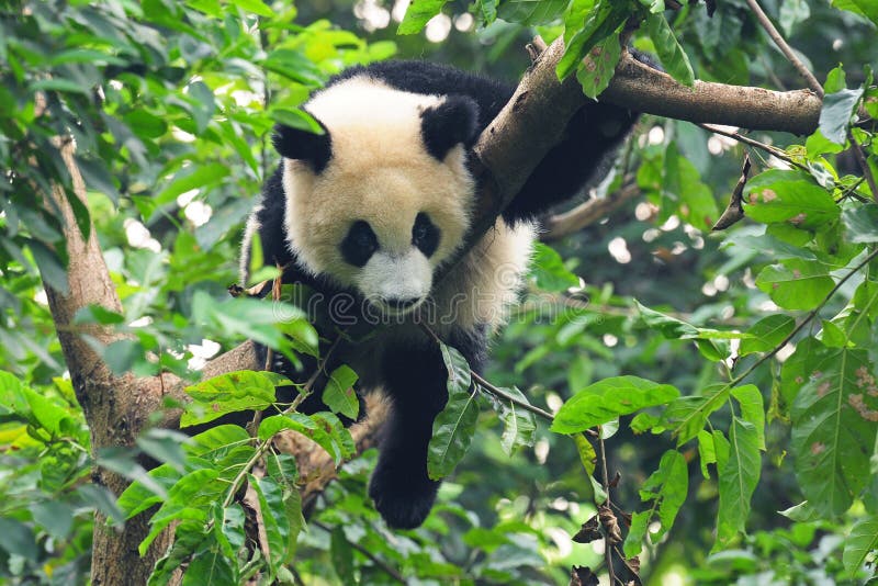 Giant panda in tree stock image. Image of mammals, habitat - 16759561